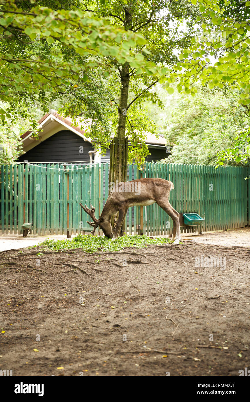 Red deer in zoo hi-res stock photography and images - Alamy