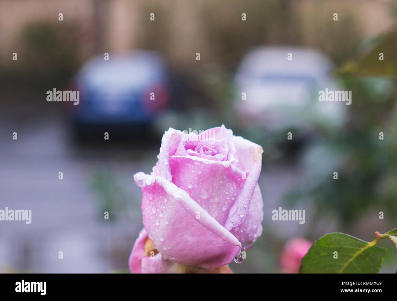Purple rose covered with rain drops, lavender colored rose blossom with ...
