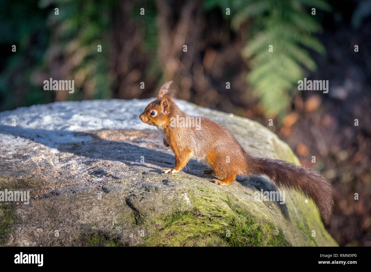This is a picture of a Red Squirrel sitting on a moss covered rock in ...