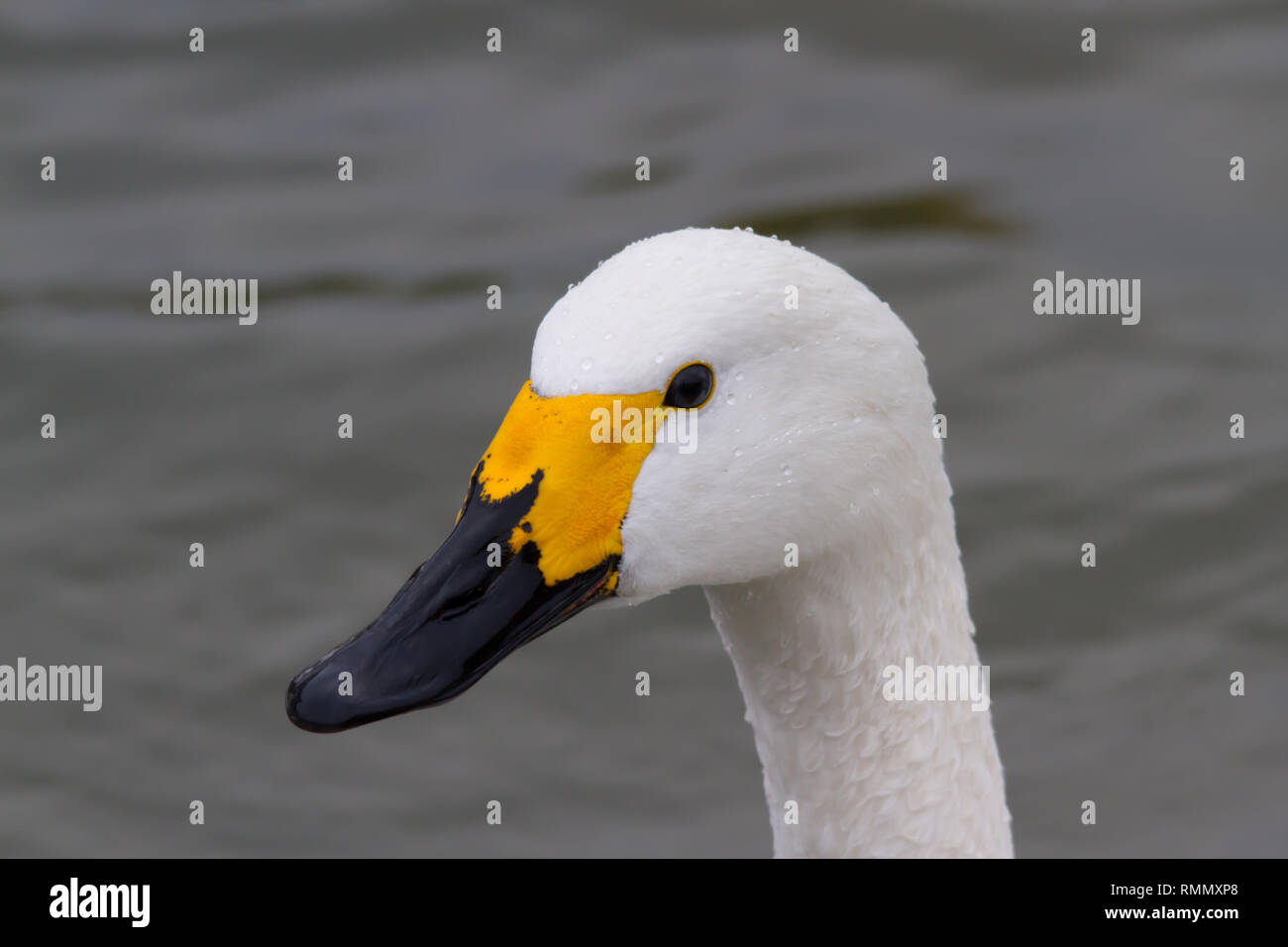 A close up shot of a Bewick's Swan (Cygnus bewickii) head, showing the ...