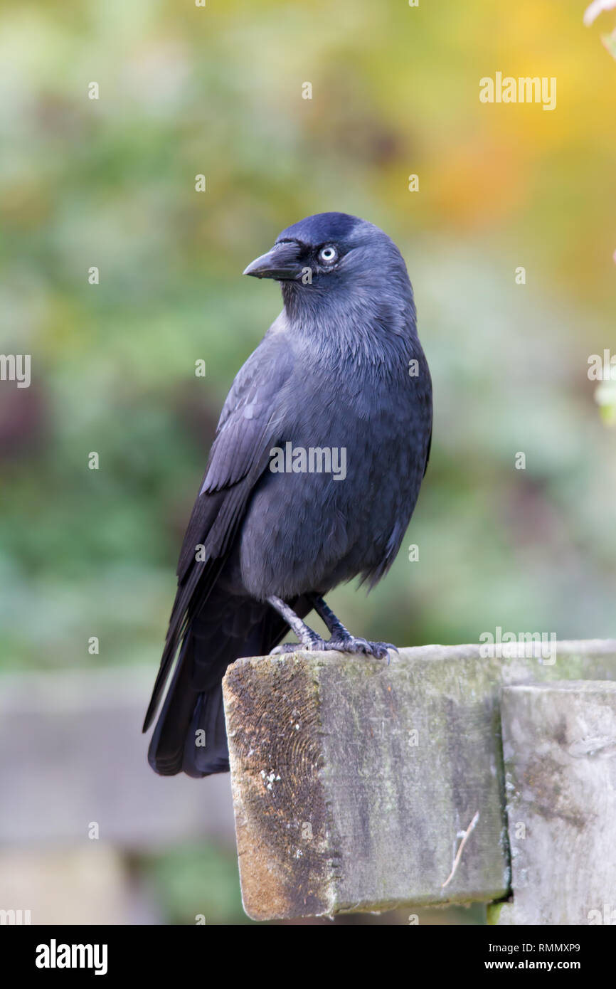Western Jackdaw (Coloeus monedula), also known as the Eurasian Jackdaw ...