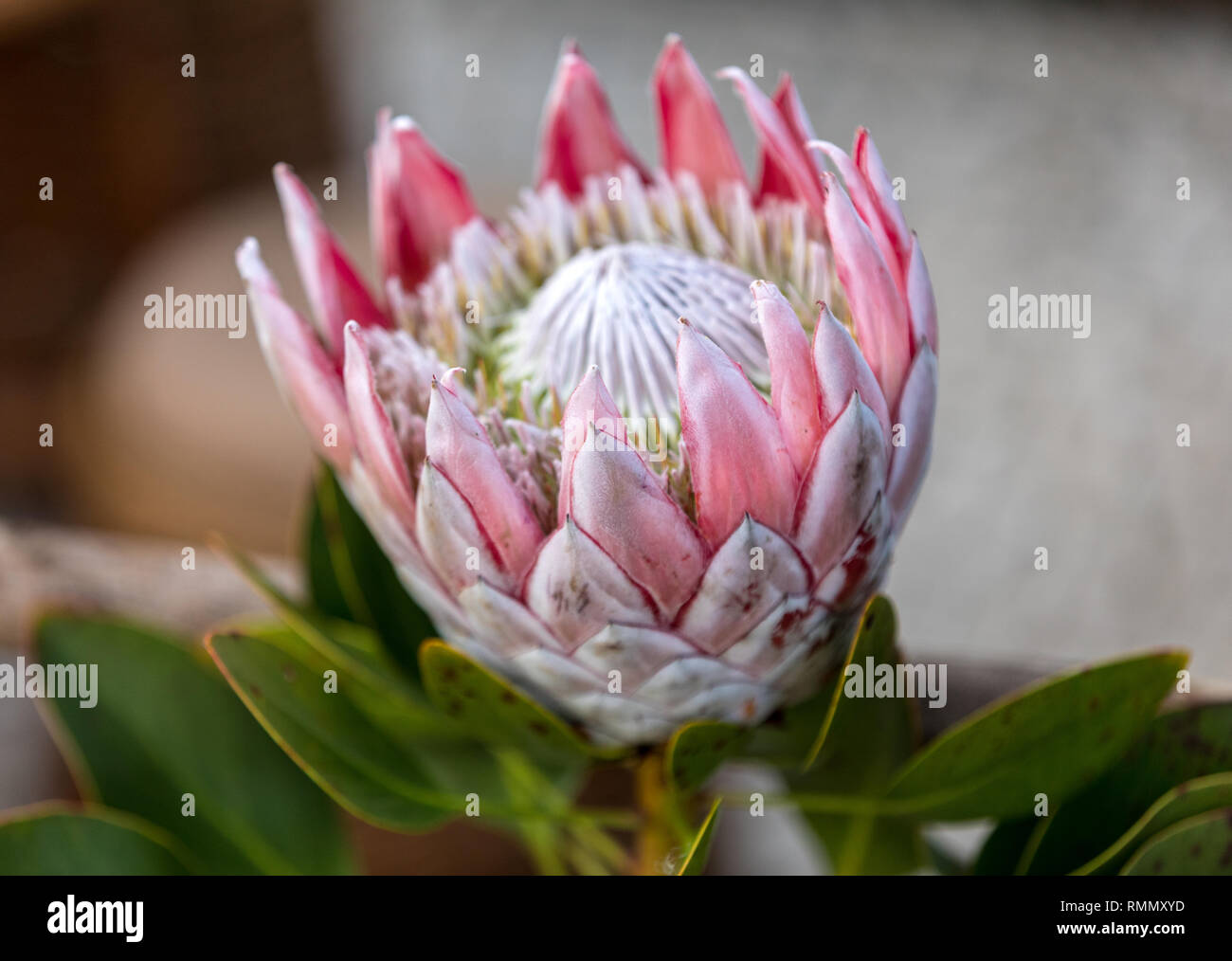 King protea or protea cynaroides the national flower of South Africa ...