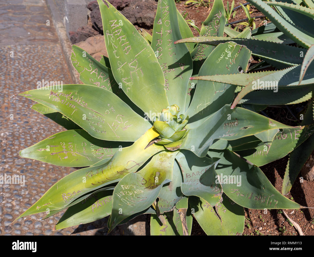 Green big leaves of Agave Succulent Plant Stock Photo - Alamy