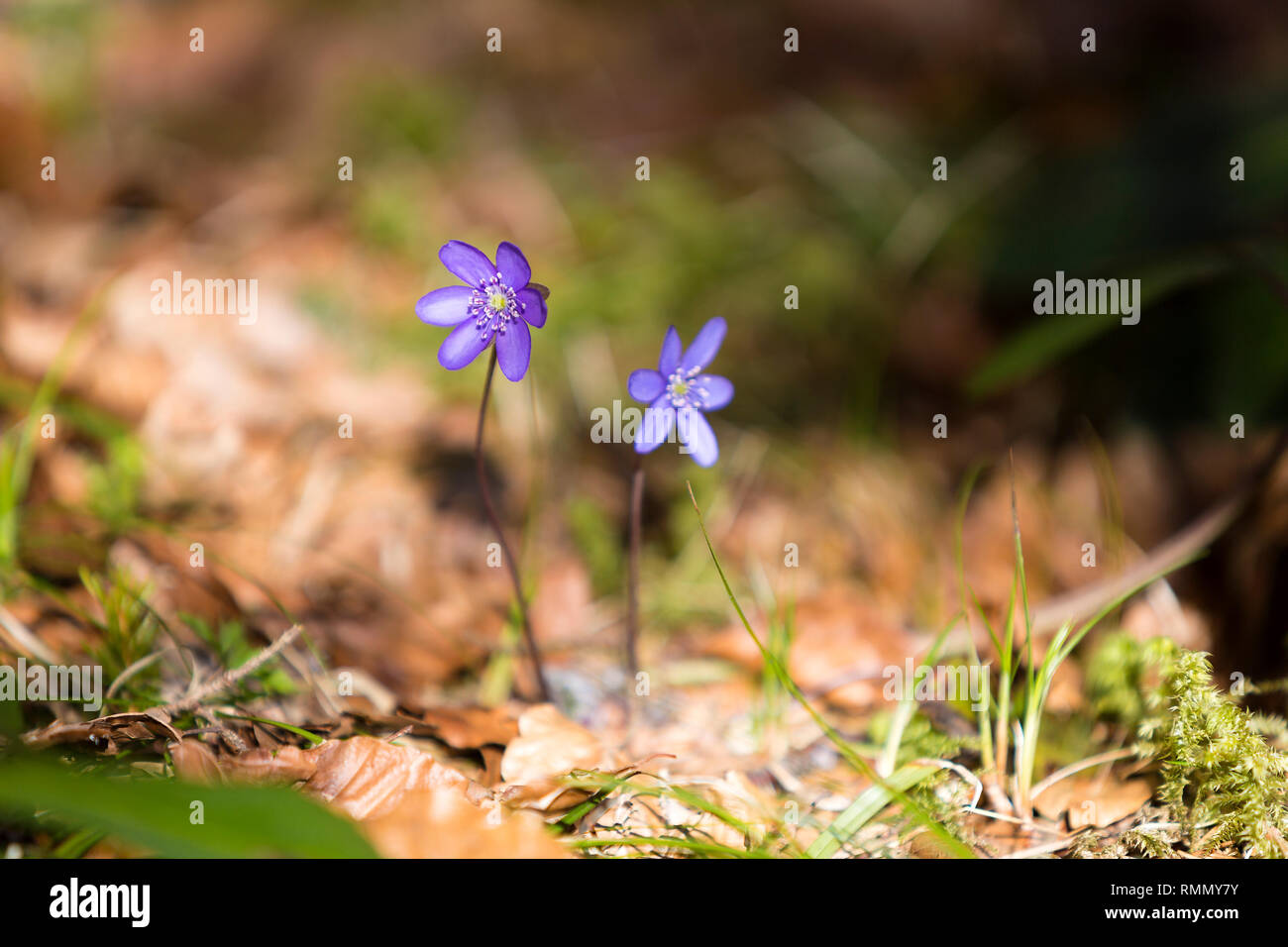 Two blue hepatica growing in the forest Stock Photo - Alamy