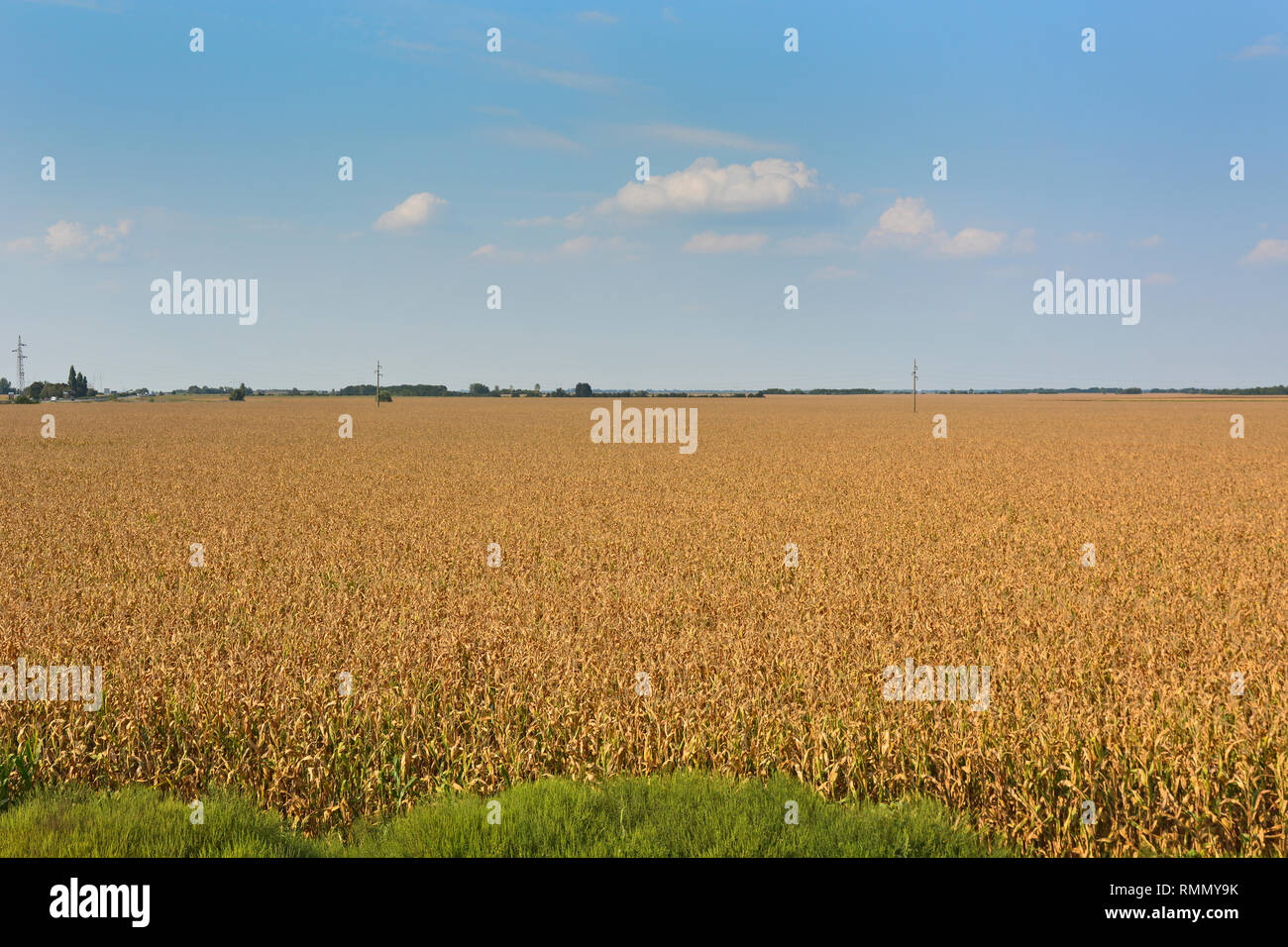 Big plants hi-res stock photography and images - Alamy