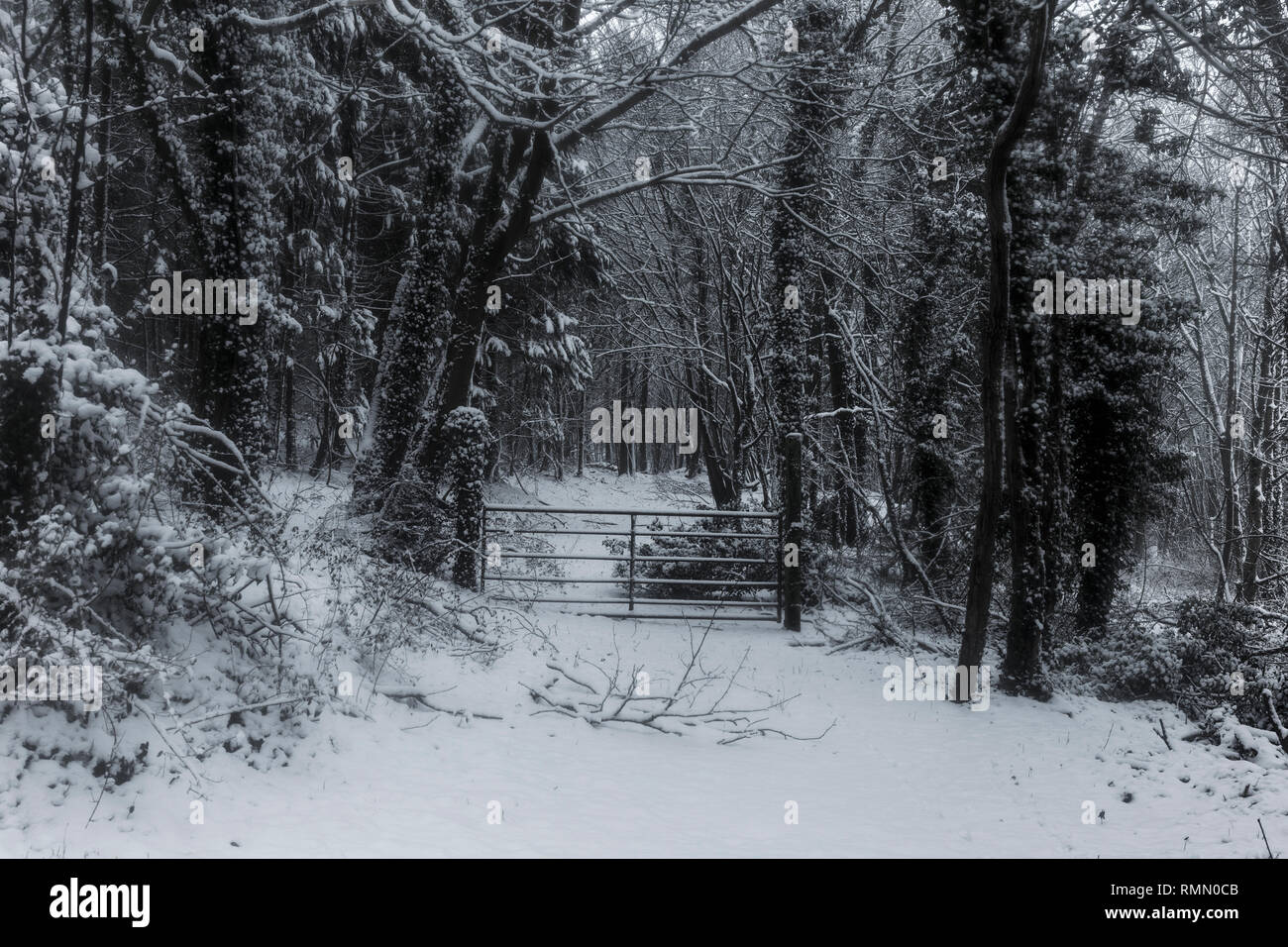 Shipton wood Nr Shipton Bellinger,Hampshire,England,UK Stock Photo - Alamy