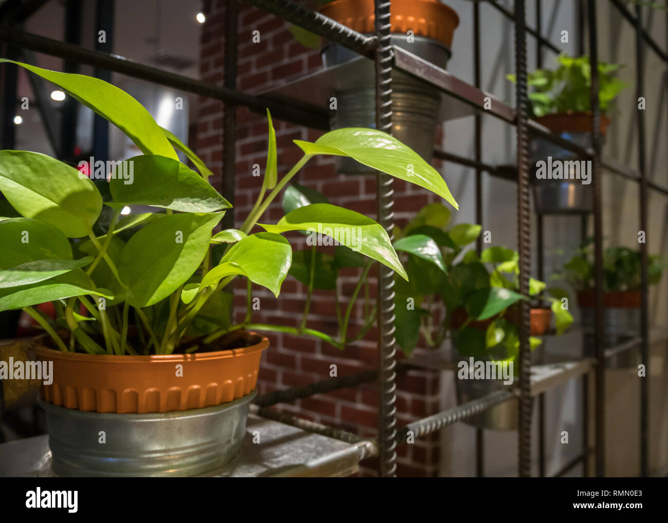 Pothos Plant High Resolution Stock Photography and Images - Alamy