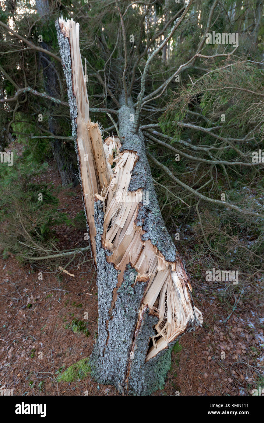 pine tree blown down with open wood om sweden Stock Photo - Alamy