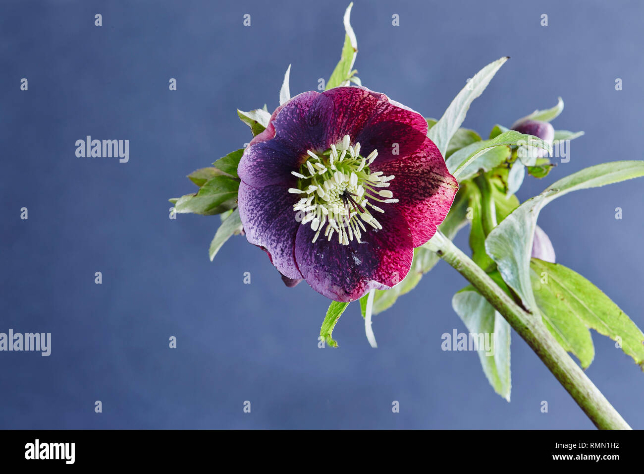 A single stem and flower of a dark Helleborus niger with a out of focus ...