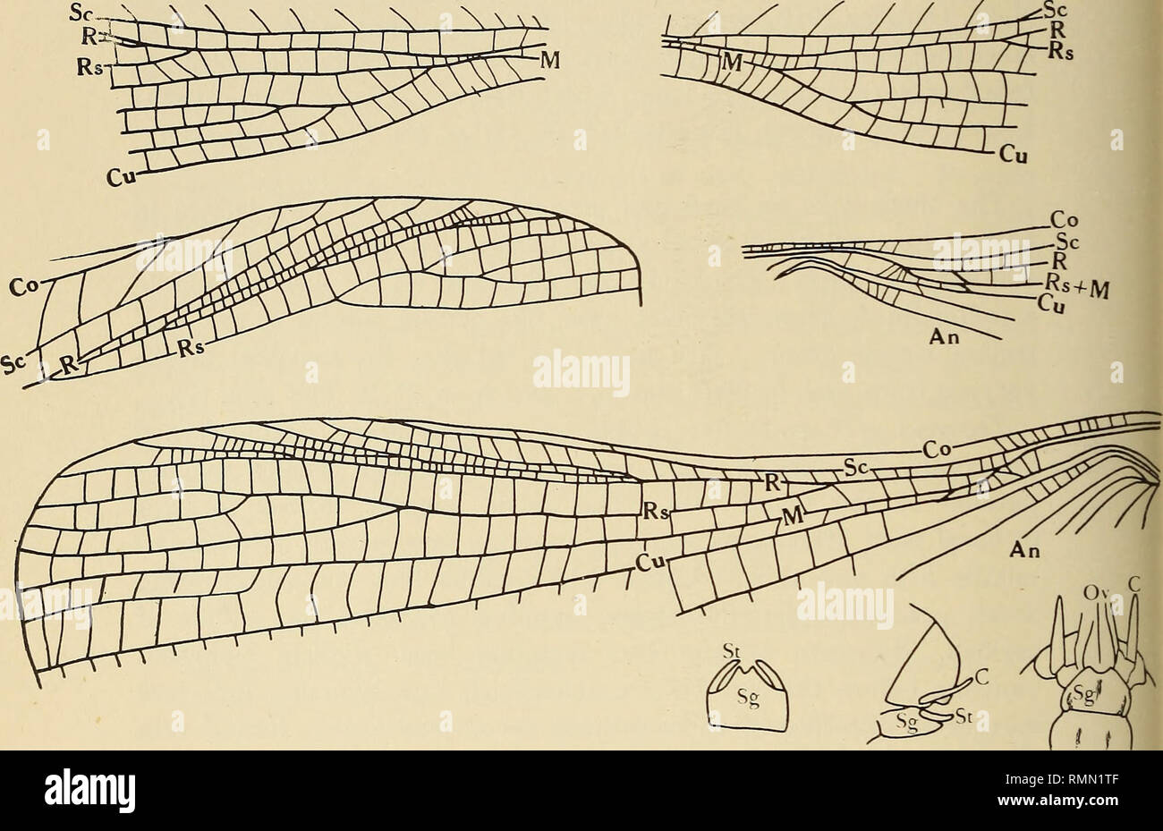 Medial branch hi-res stock photography and images - Alamy