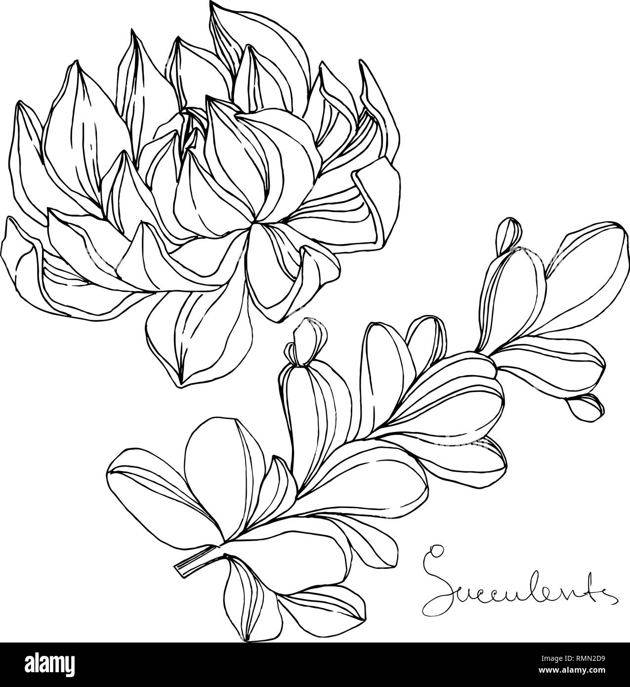 Vector Succulent floral botanical flower. Black and white engraved ink ...