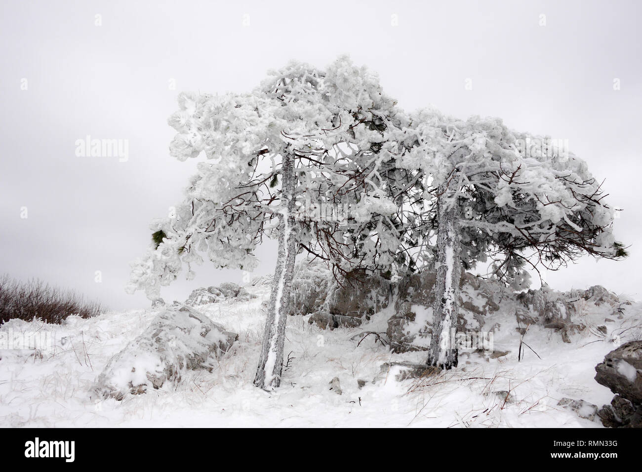 A couple of pines covered in a thick layer of ice with snowy branches ...