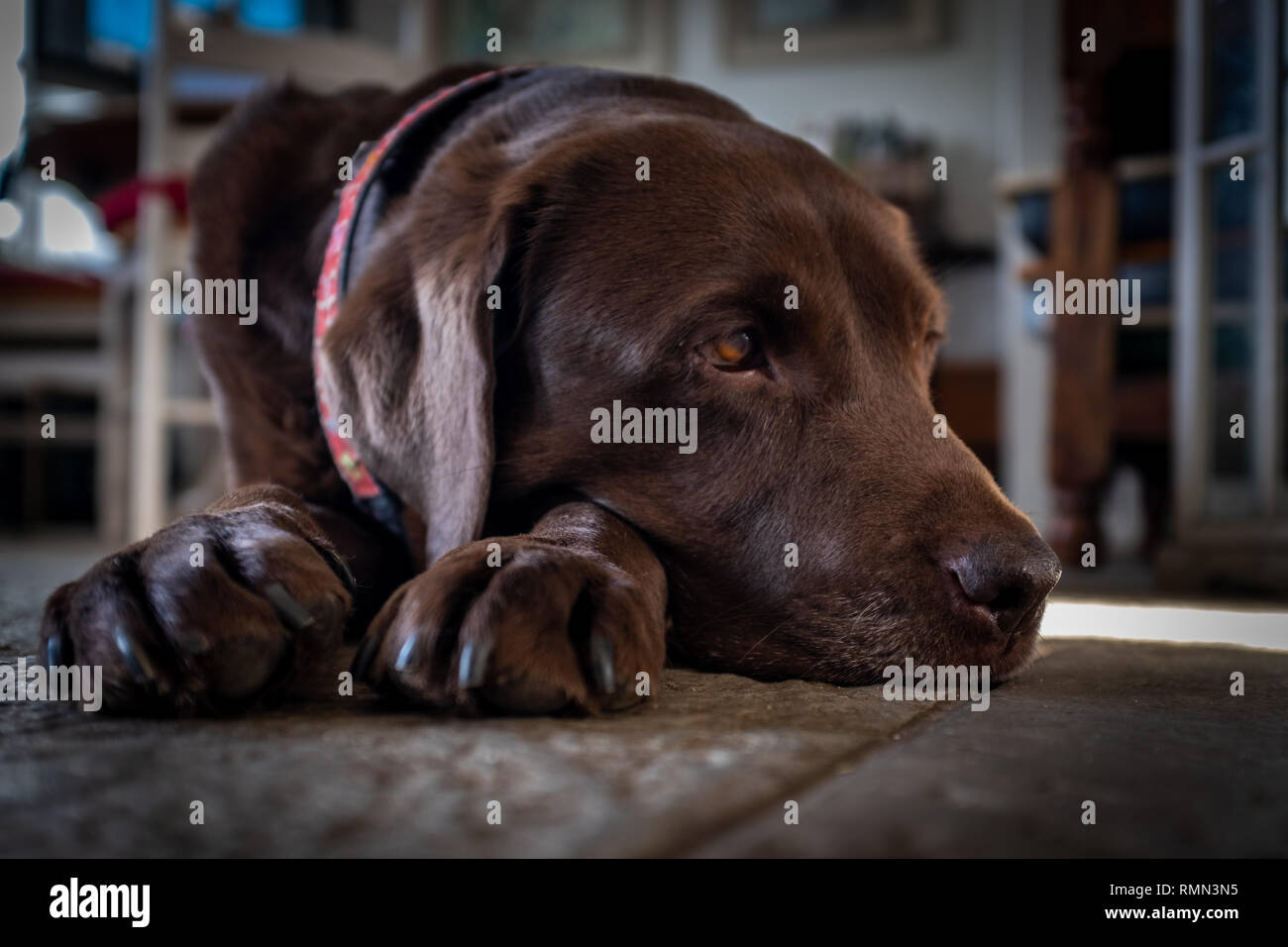 A very cute chocolate Labrador resting on a tiled floor, the paws are ...