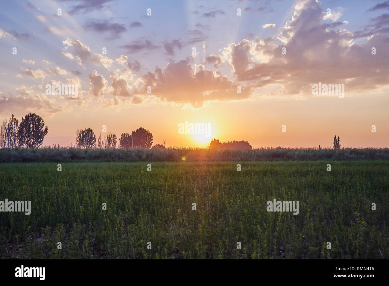 sky at sunset with red-purple clouds in an open green field Stock Photo ...