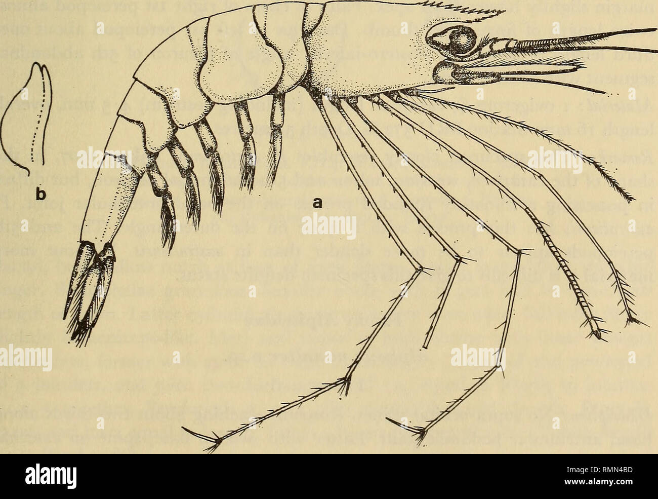 . Annals of the South African Museum = Annale van die Suid-Afrikaanse ...