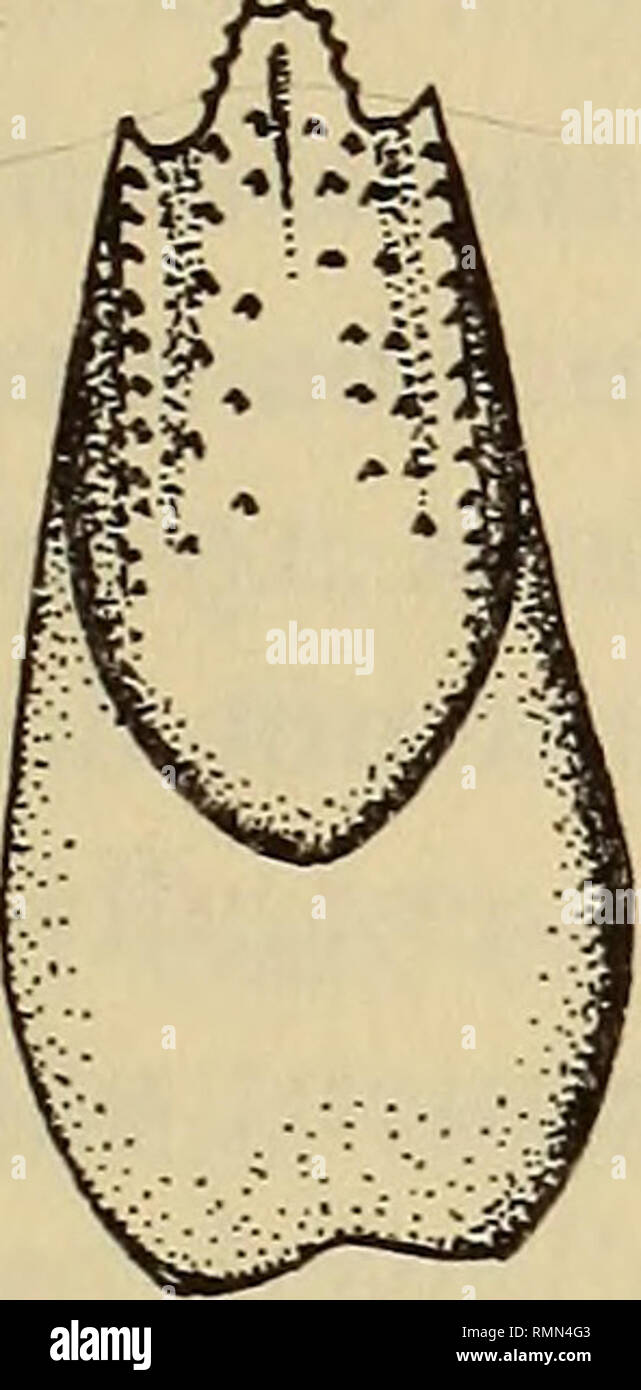 . Annals of the South African Museum = Annale van die Suid-Afrikaanse ...