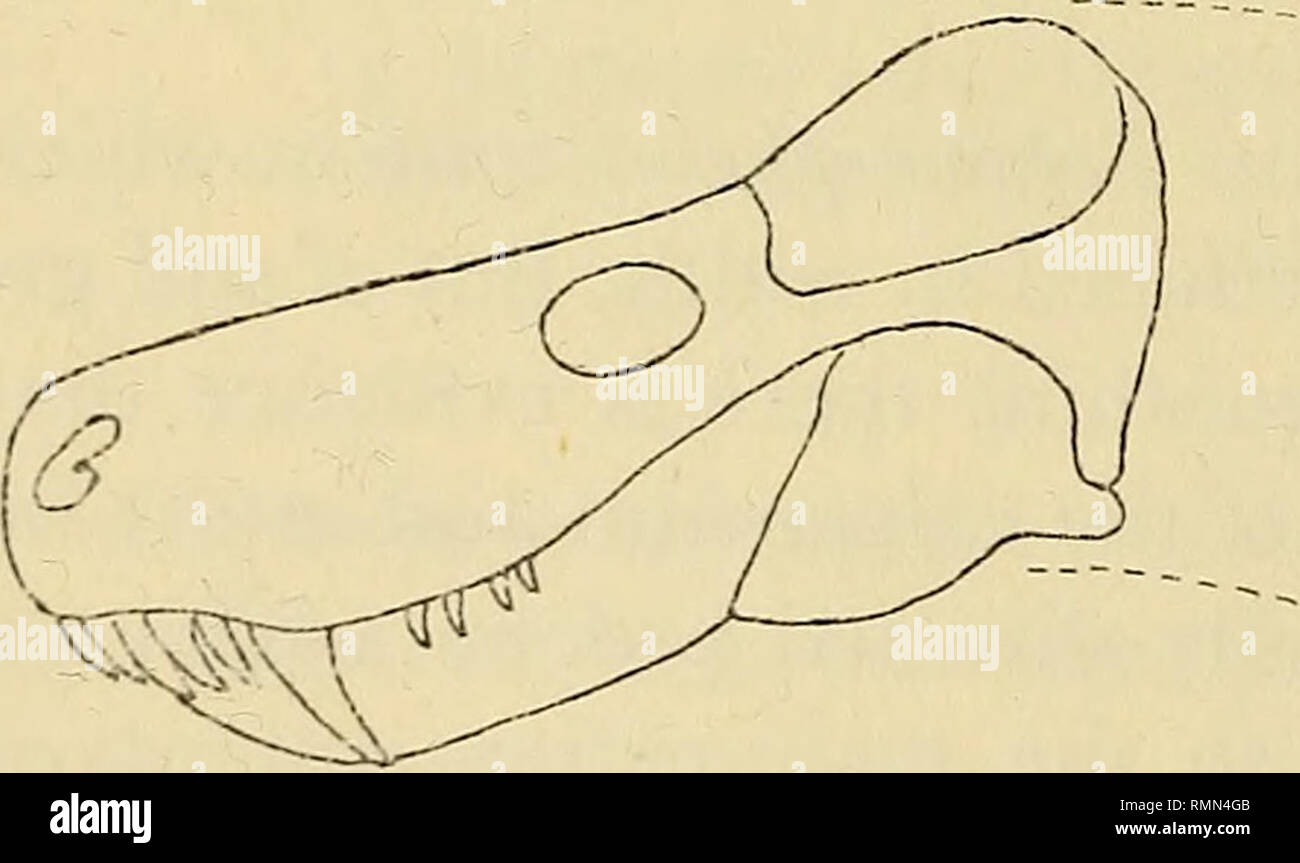 Anomodont hi-res stock photography and images - Alamy