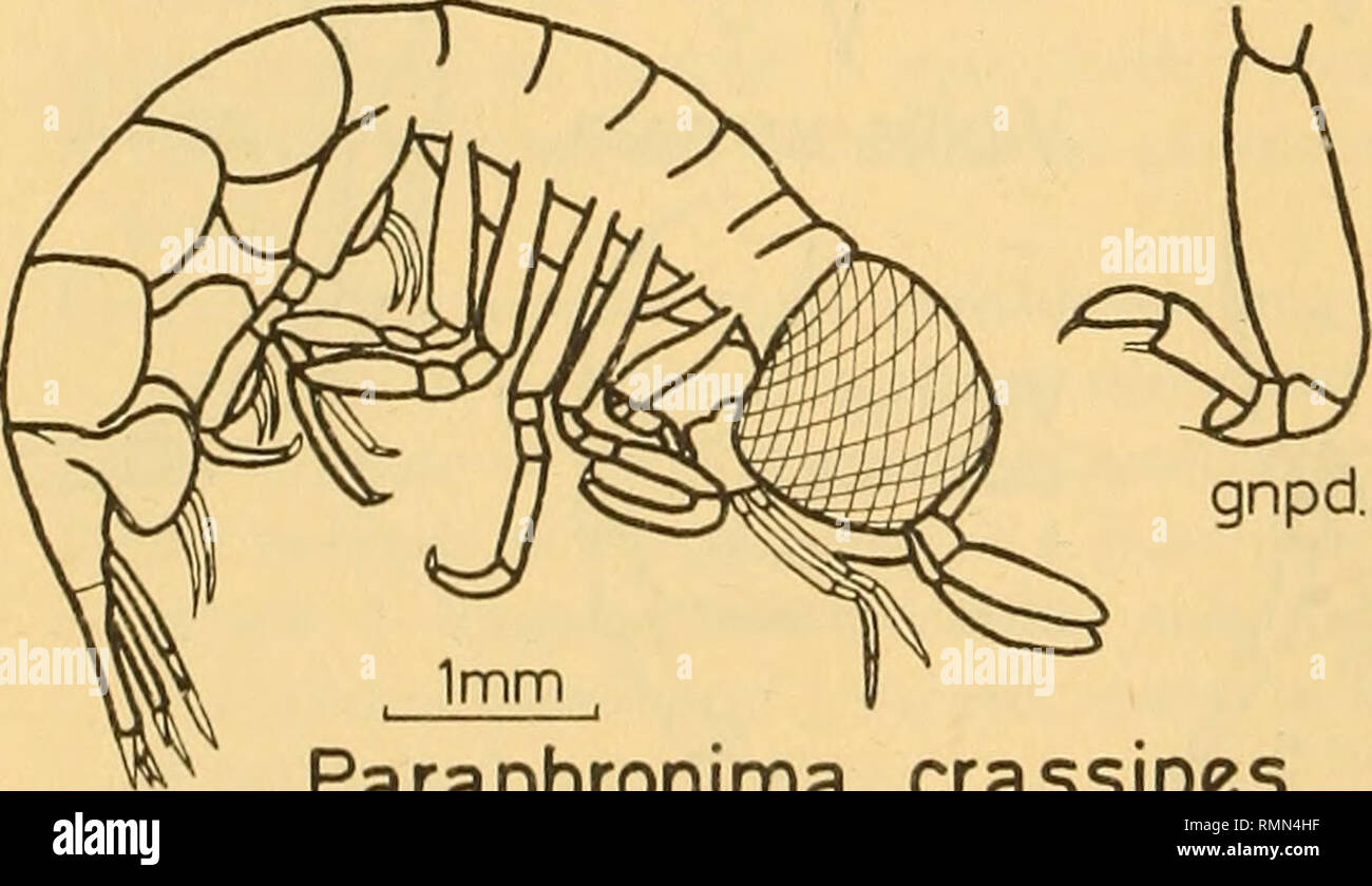 Cyllopus magellanicus hi-res stock photography and images - Alamy