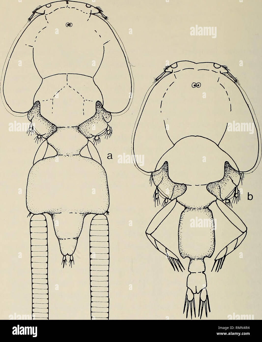 Caligus sp hi-res stock photography and images - Alamy