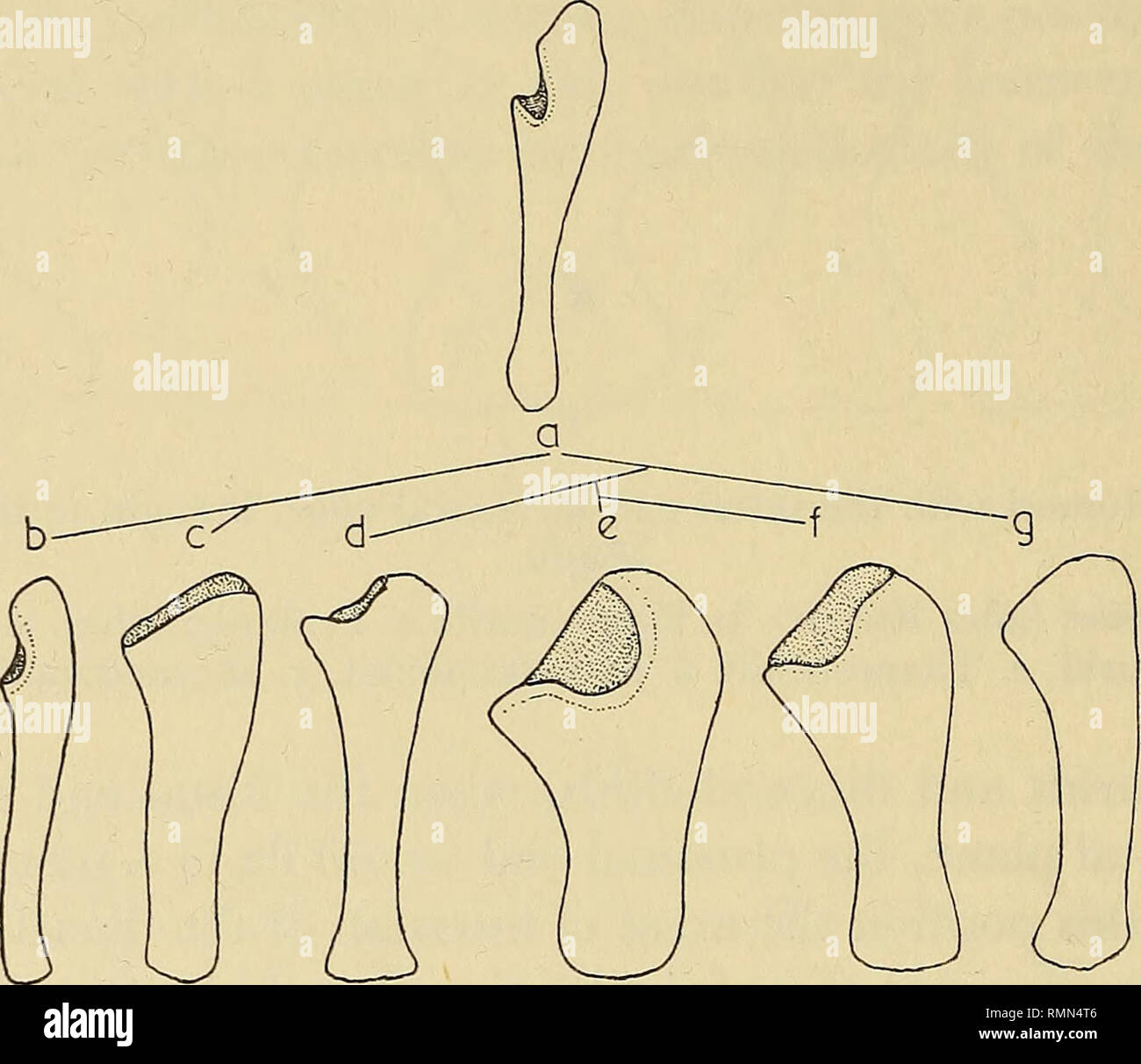 . Annals of the South African Museum = Annale van die Suid-Afrikaanse ...