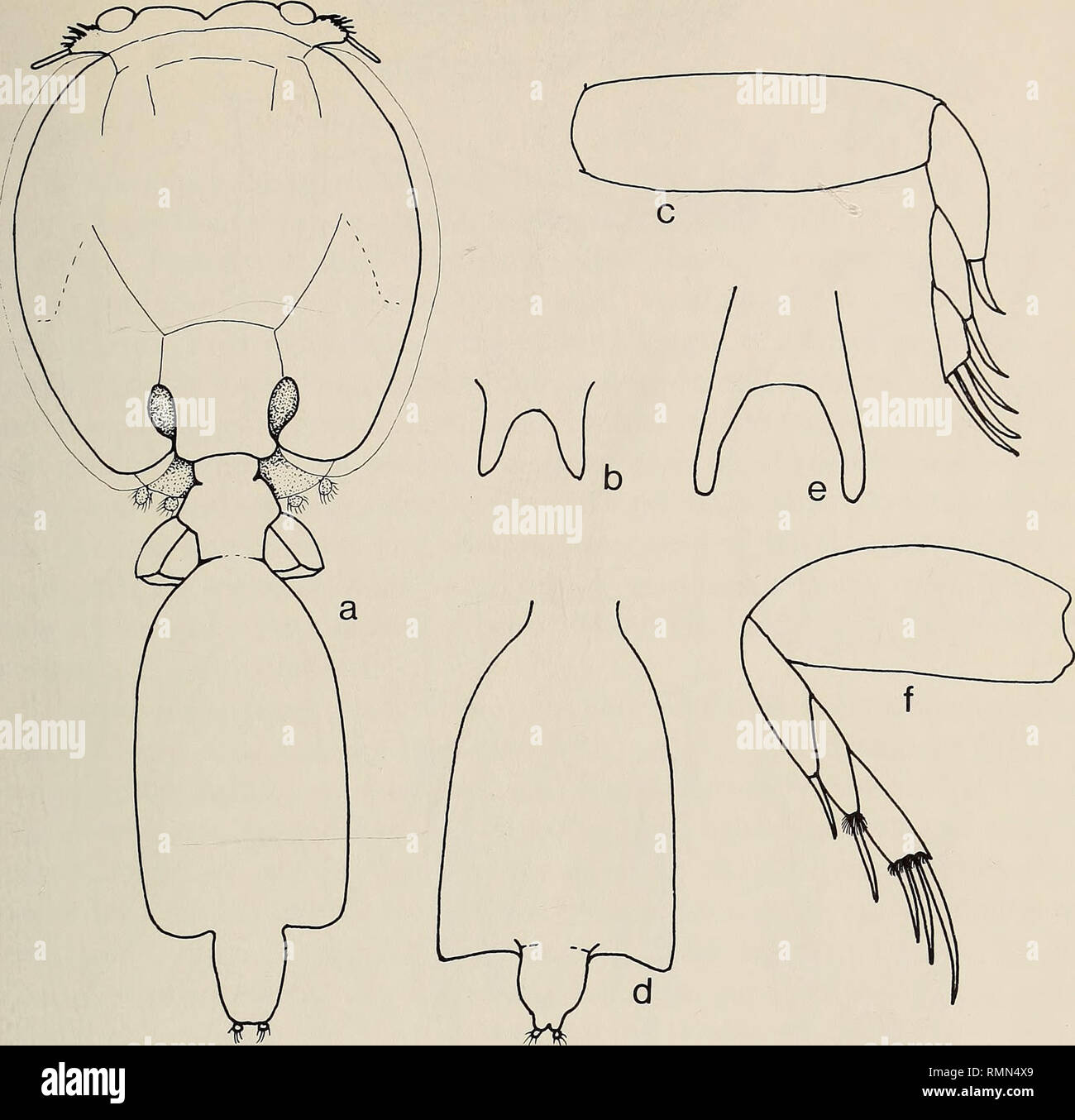 Caligus sp hi-res stock photography and images - Alamy