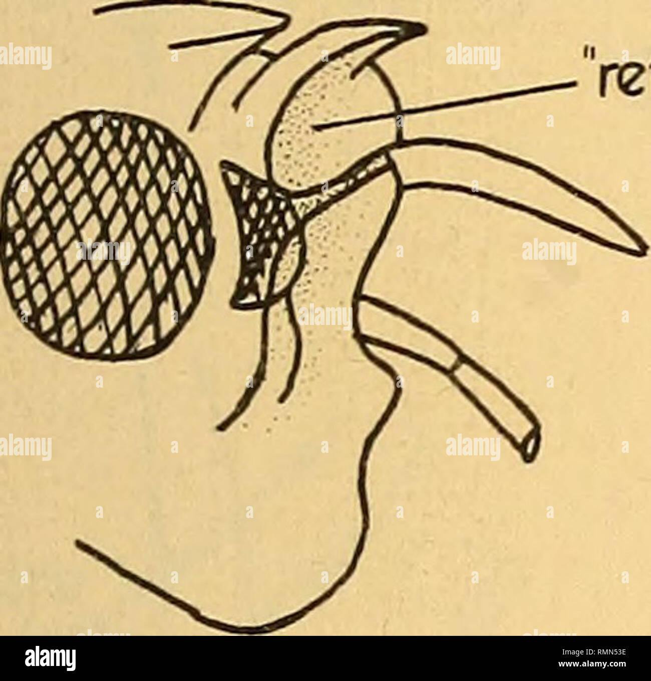 . Annals of the South African Museum = Annale van die Suid-Afrikaanse ...