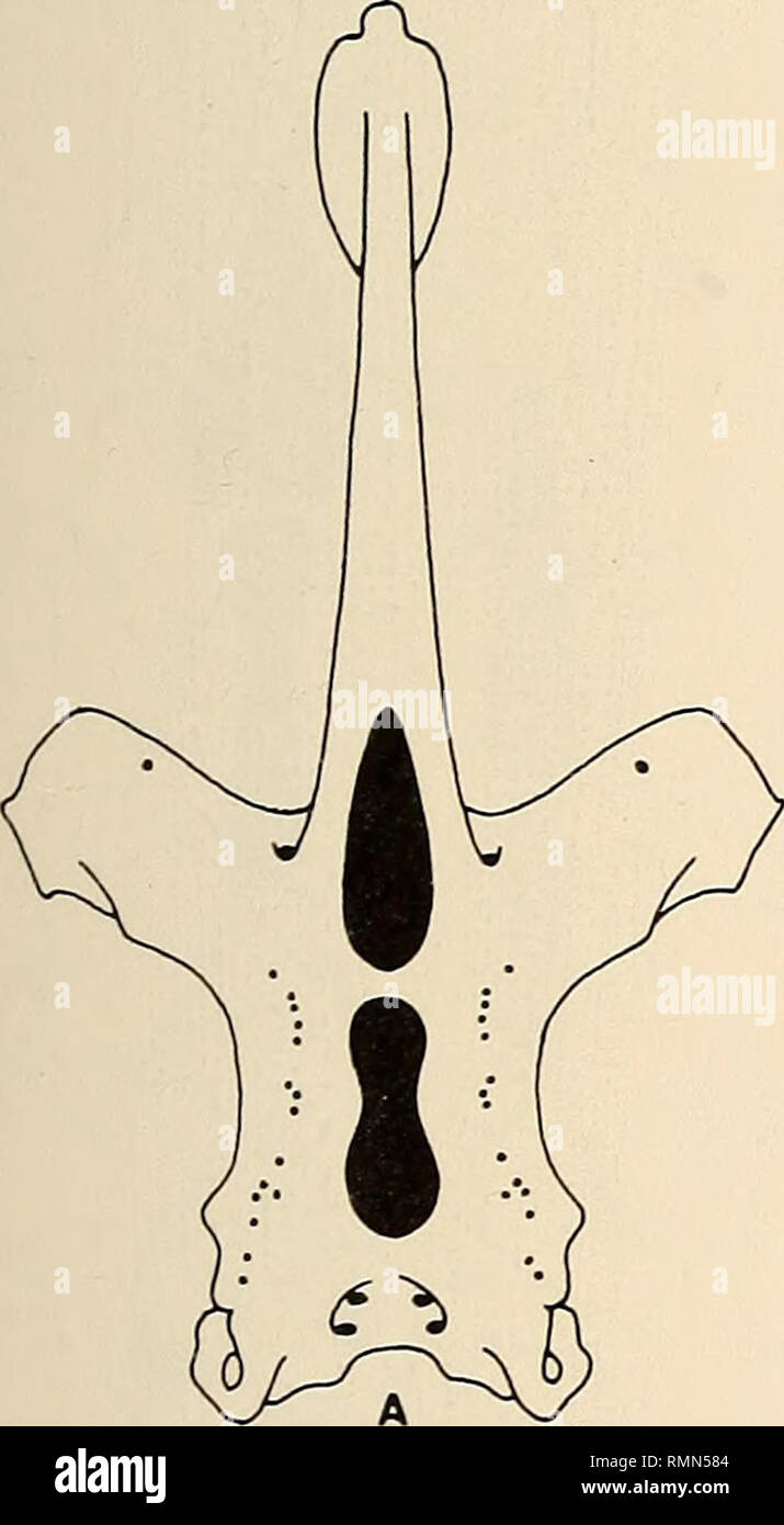 Halavi hi-res stock photography and images - Alamy