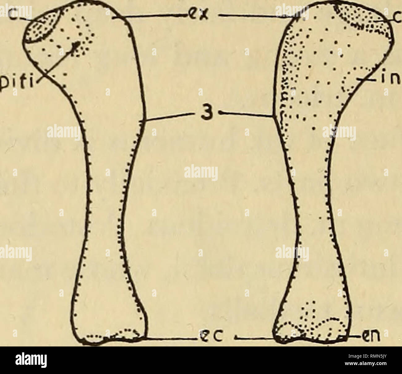 . Annals of the South African Museum = Annale van die Suid-Afrikaanse ...