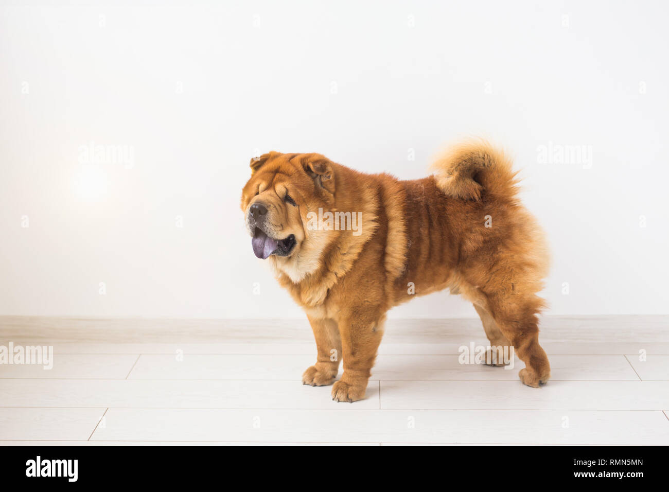 Pet and animal concept - studio portrait of the chow-chow dog over ...