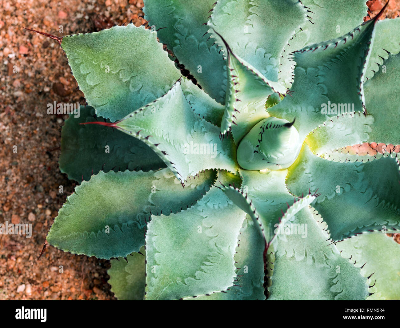 Agave succulent plant Agave potatorum var. verschaffeltii, close up ...