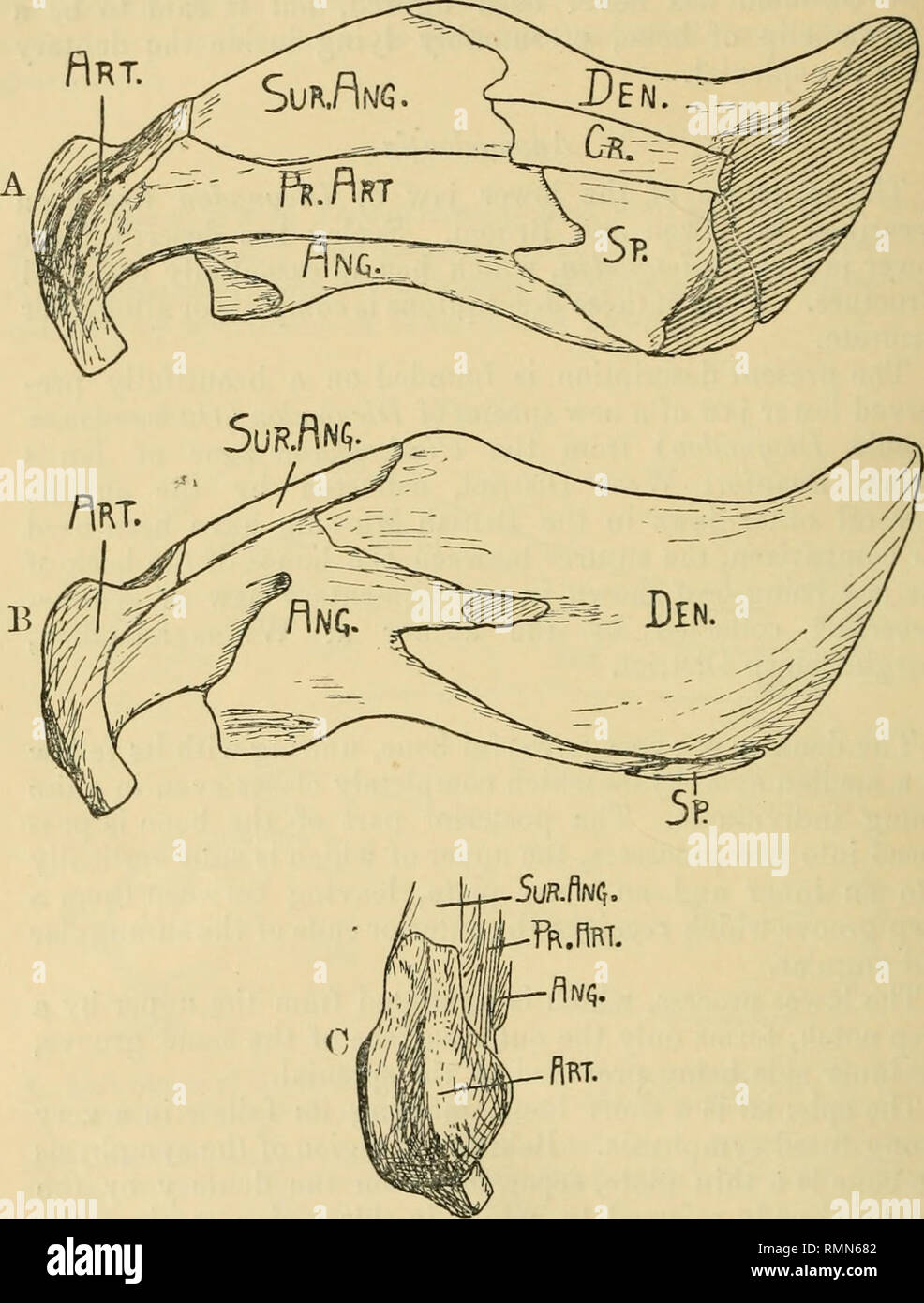 Several jaw specimens hi-res stock photography and images - Alamy