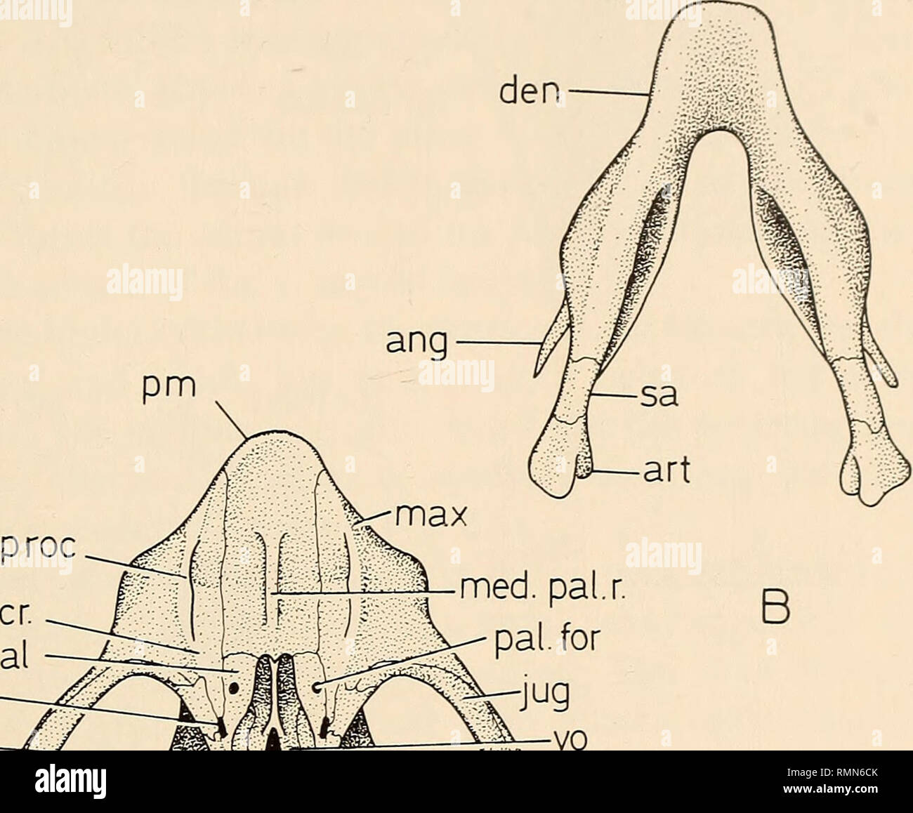 Dicynodont triassic hi-res stock photography and images - Alamy