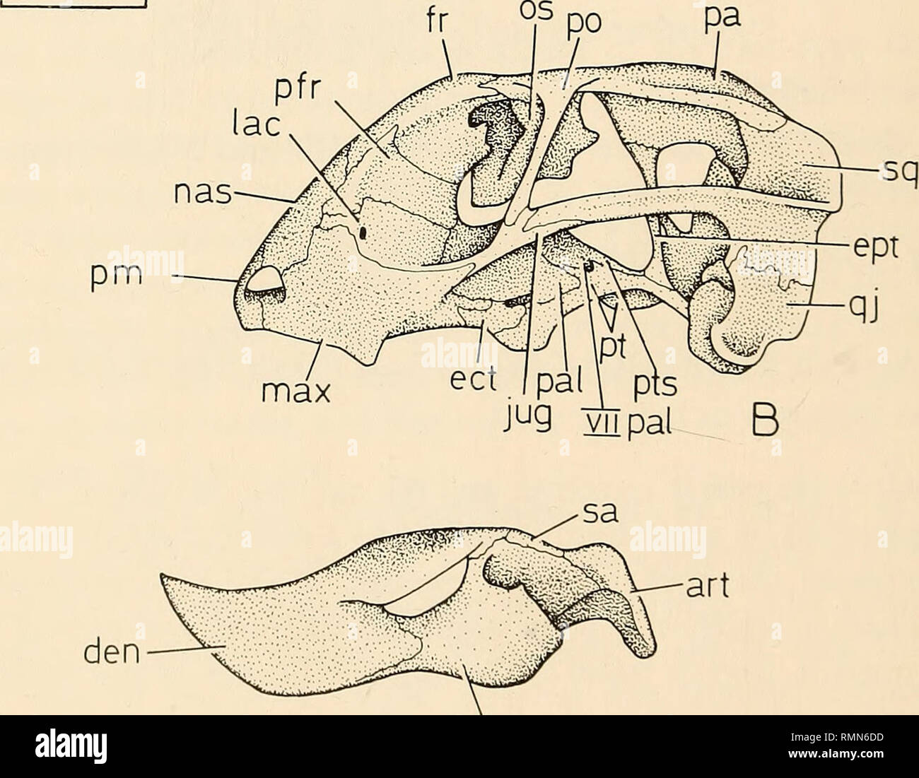 . Annals of the South African Museum = Annale van die Suid-Afrikaanse ...