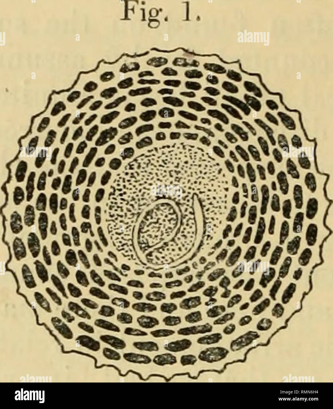 Orbitolites hi-res stock photography and images - Alamy