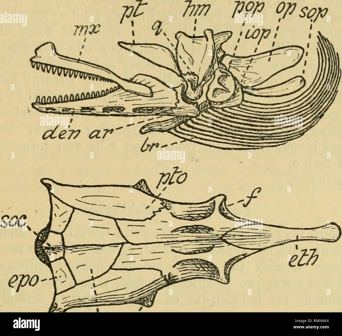 Intermuscular High Resolution Stock Photography and Images - Alamy