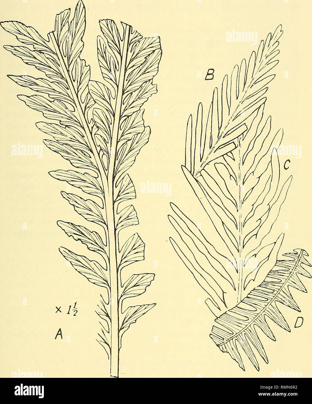 Dichotomous Venation