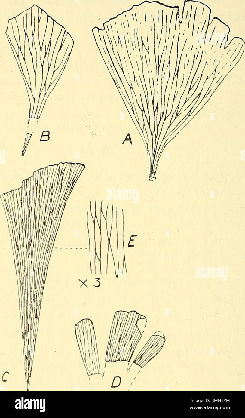 . Annals of the South African Museum = Annale van die Suid-Afrikaanse ...