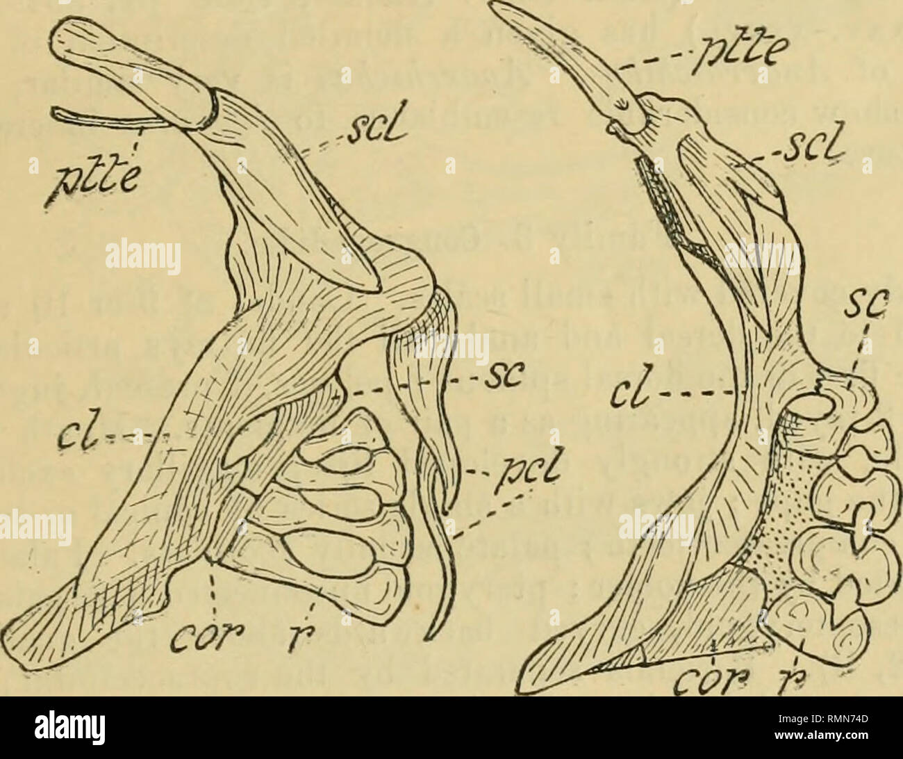 . The Annals and magazine of natural history; zoology, botany, and ...