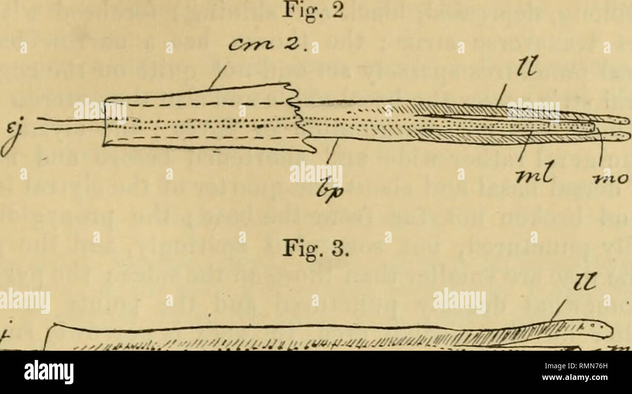 Receptaculum Seminis High Resolution Stock Photography and Images - Alamy