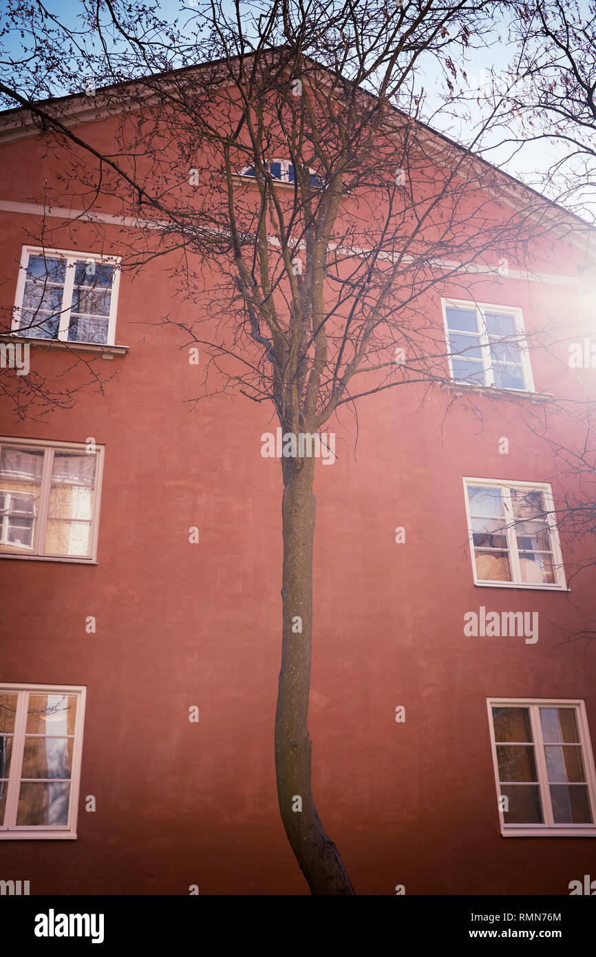 Tree in front of building Stock Photo - Alamy