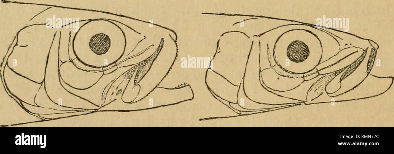 Rake types hi-res stock photography and images - Alamy