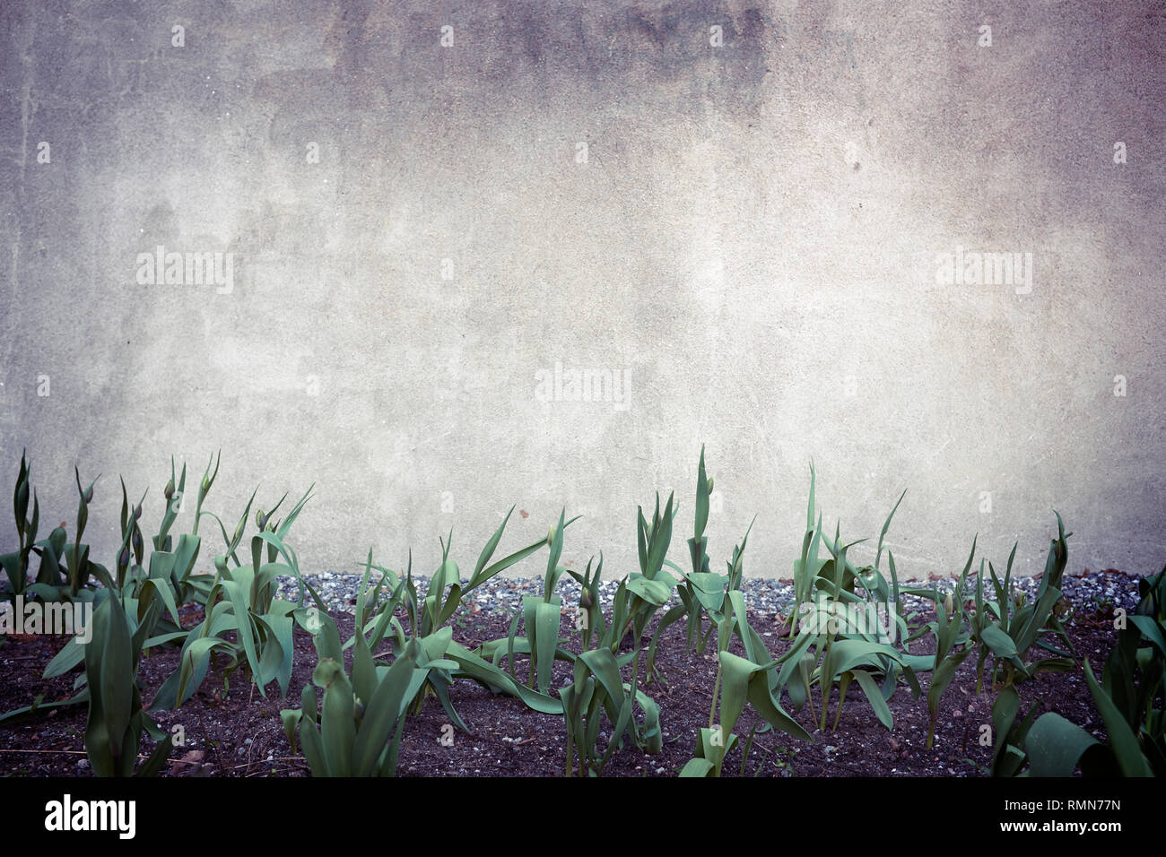 Plants against wall Stock Photo - Alamy