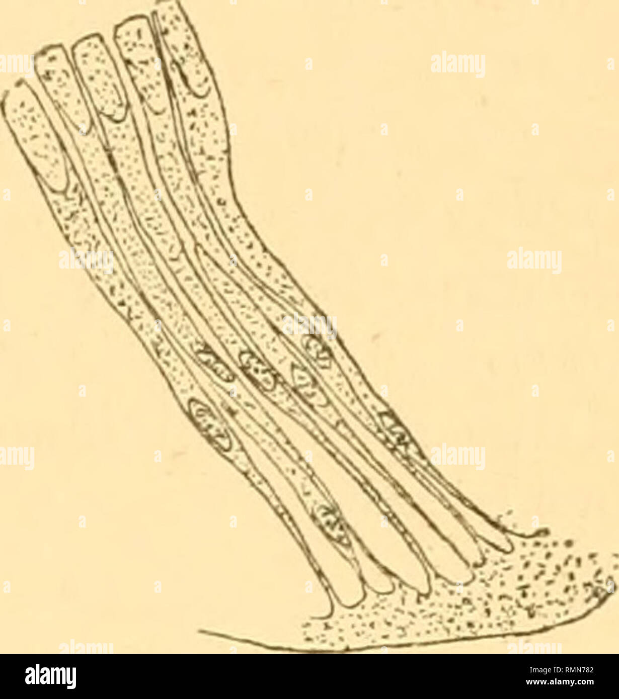 Oil secretion hi-res stock photography and images - Alamy