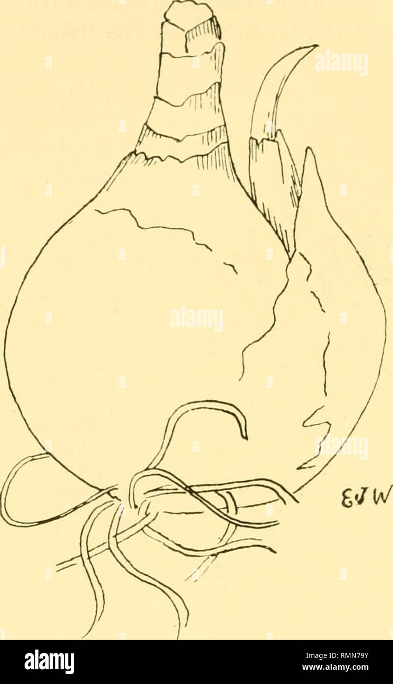 Eelworms hi-res stock photography and images - Alamy