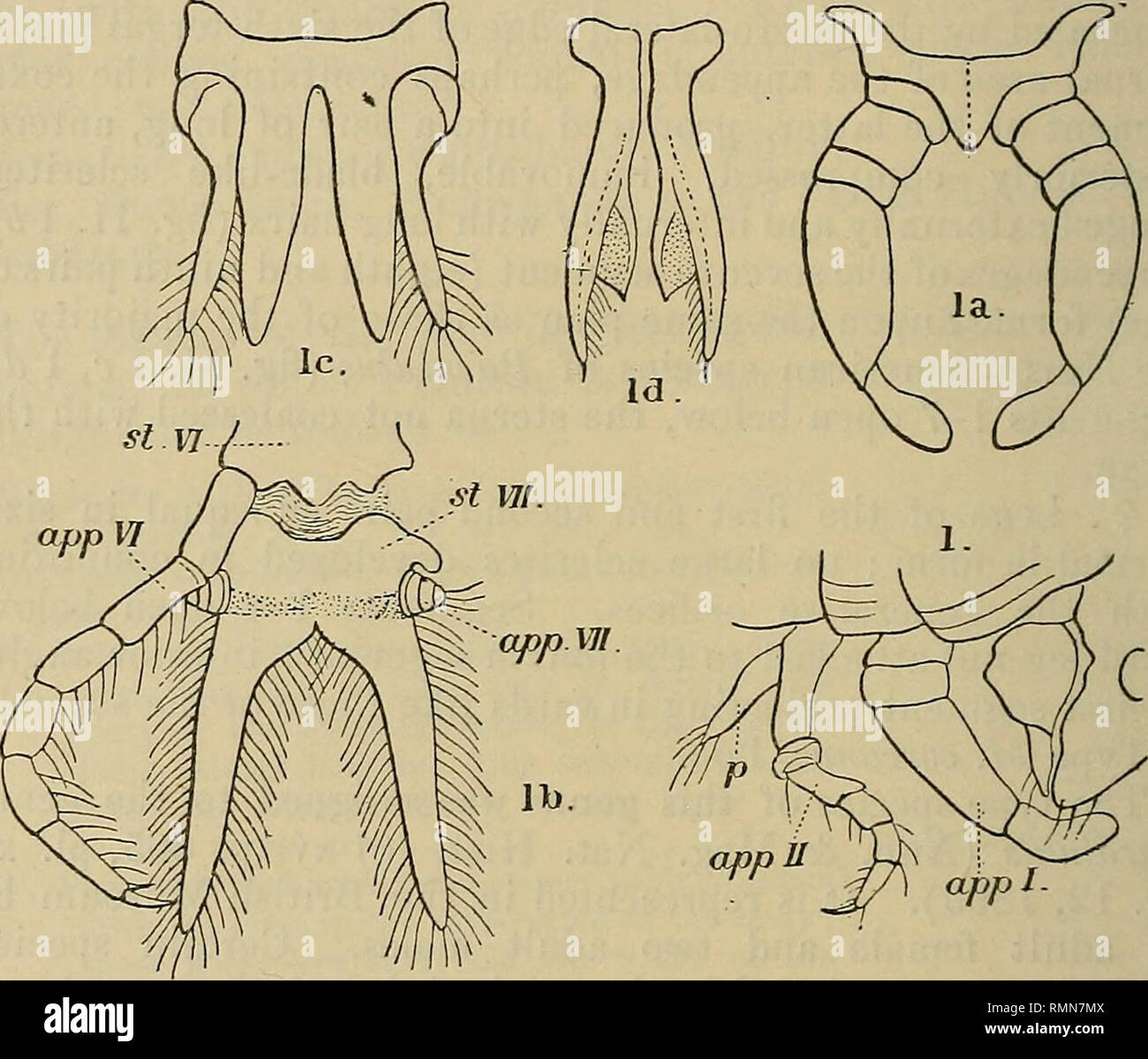 Specialized appendage hi-res stock photography and images - Alamy