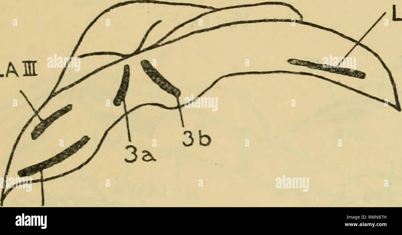 Pelecypoda bivalves hi-res stock photography and images - Alamy