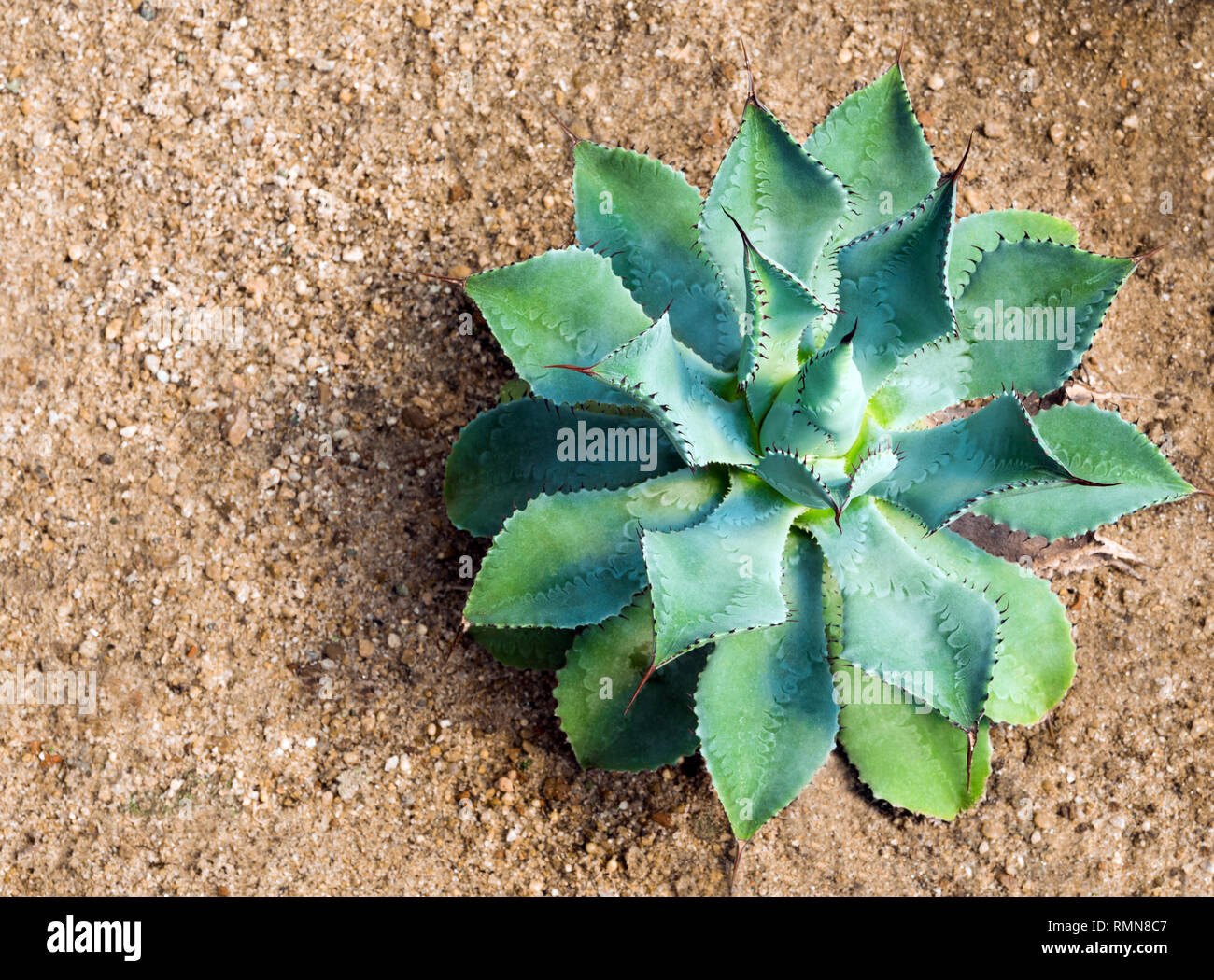 Agave succulent plant Agave potatorum var. verschaffeltii, close up ...