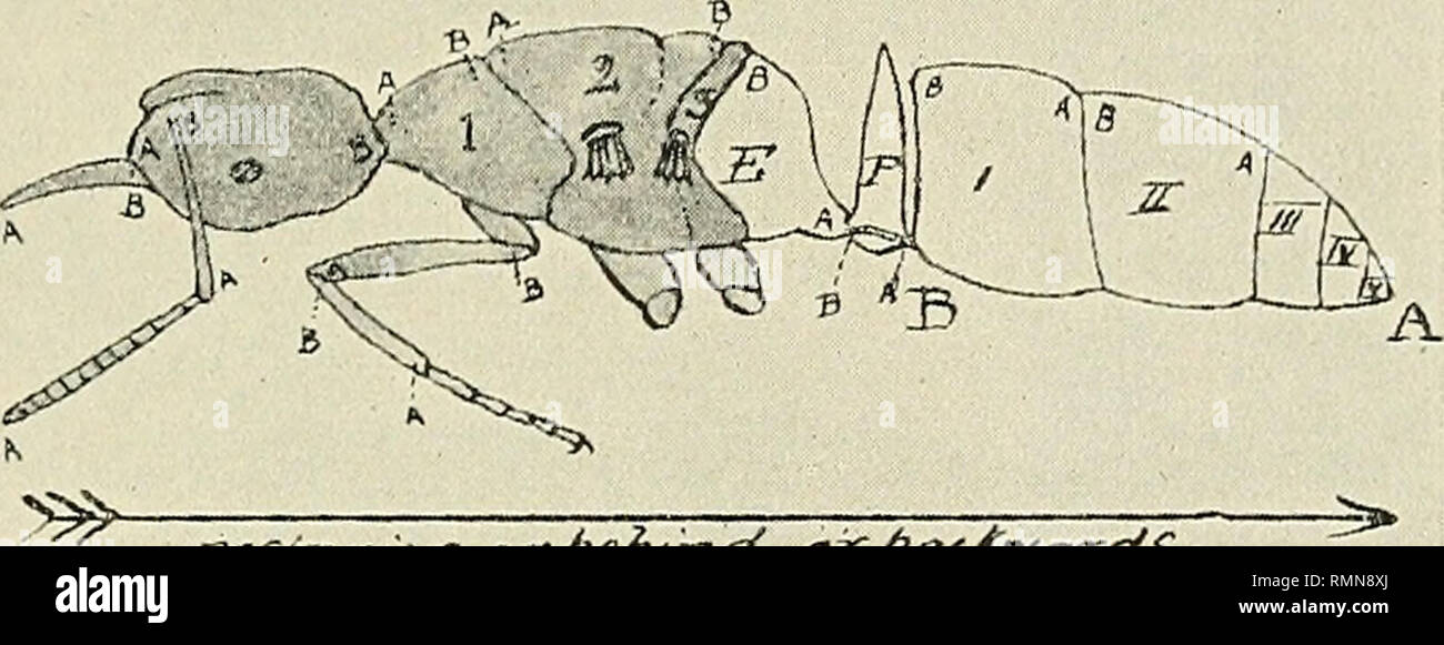 . Annals of the South African Museum = Annale van die Suid-Afrikaanse ...