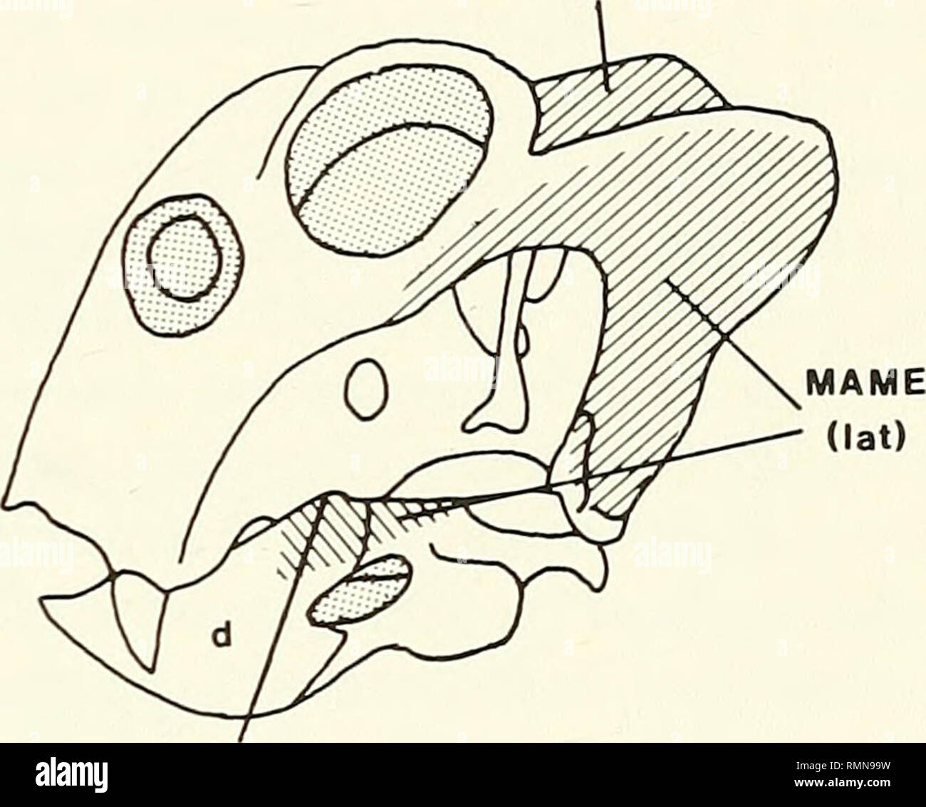 Lystrosaurus Skull Full Article: Burrowing In Lystrosaurus: