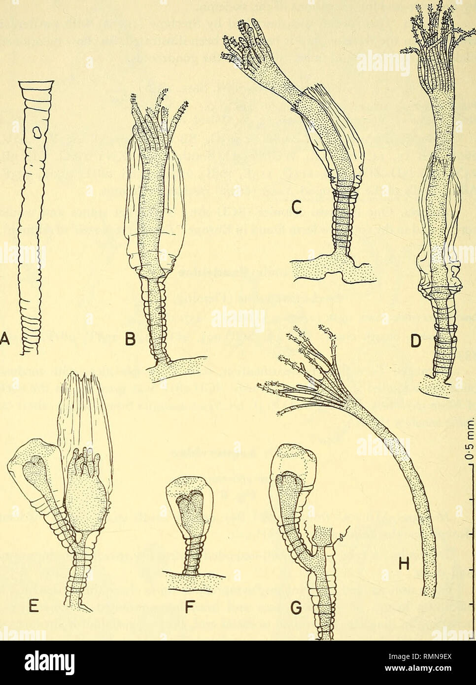 Hydranth structure hi-res stock photography and images - Alamy